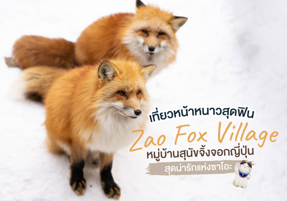 Zao Fox Village หมู่บ้านสุนัขจิ้งจอกญี่ปุ่นสุดน่ารักแห่งซาโอะ | บริษัท ...